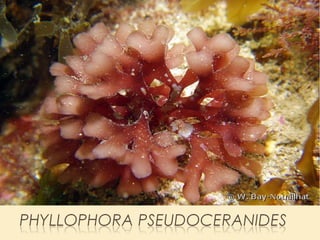 Crvene alge-Rodophyta | PPT