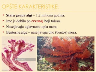 Crvene alge-Rodophyta | PPT