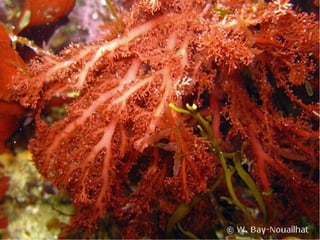 Crvene alge-Rodophyta | PPT