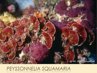 Crvene alge-Rodophyta | PPT