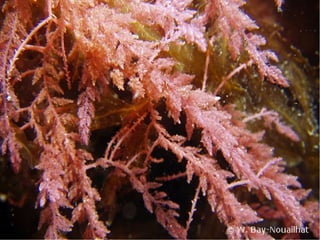 Crvene alge-Rodophyta | PPT