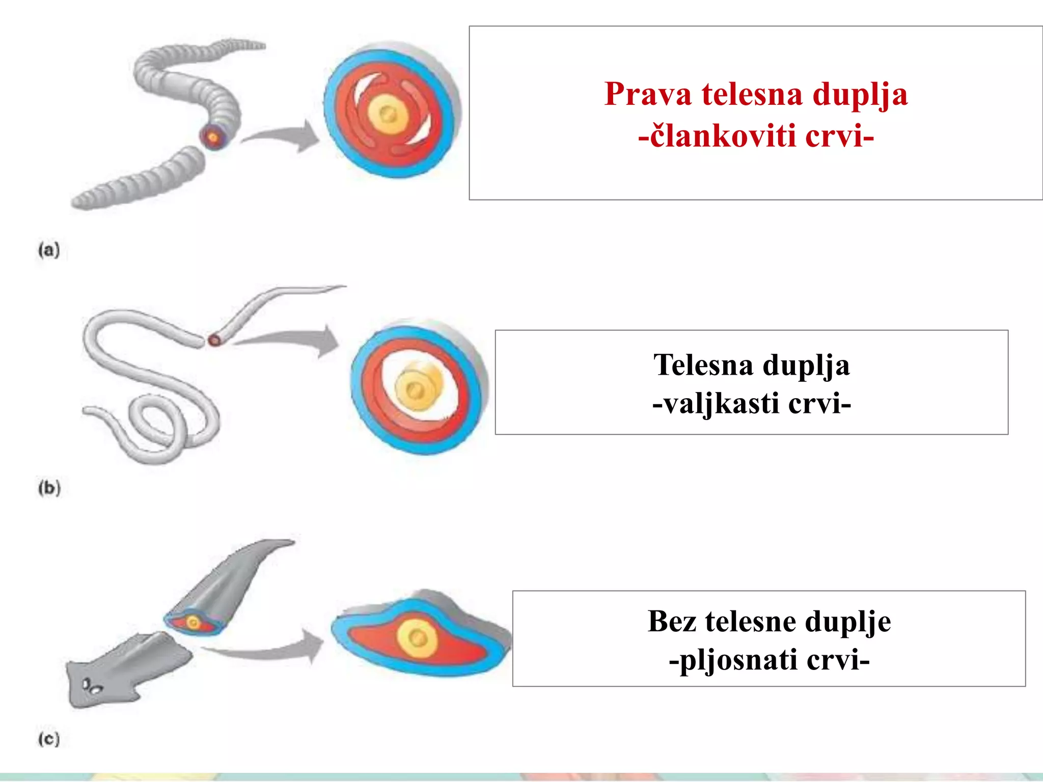 Crvi-ponavljanje | PPTX