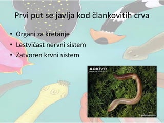 Crvi-ponavljanje | PPTX