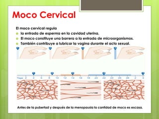 Ginecología: Cuello del útero, introducción | PPTX