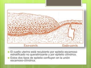 Ginecología: Cuello del útero, introducción | PPTX
