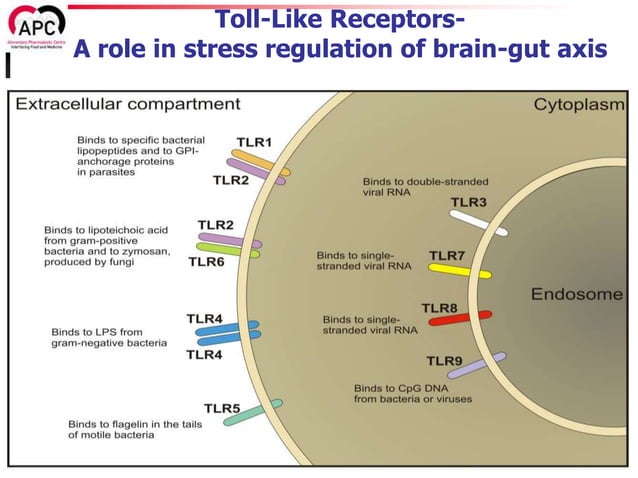 Stress and the Brain-Gut-Microbiota Axis (Prof. John F. Cryan) | PPTX ...