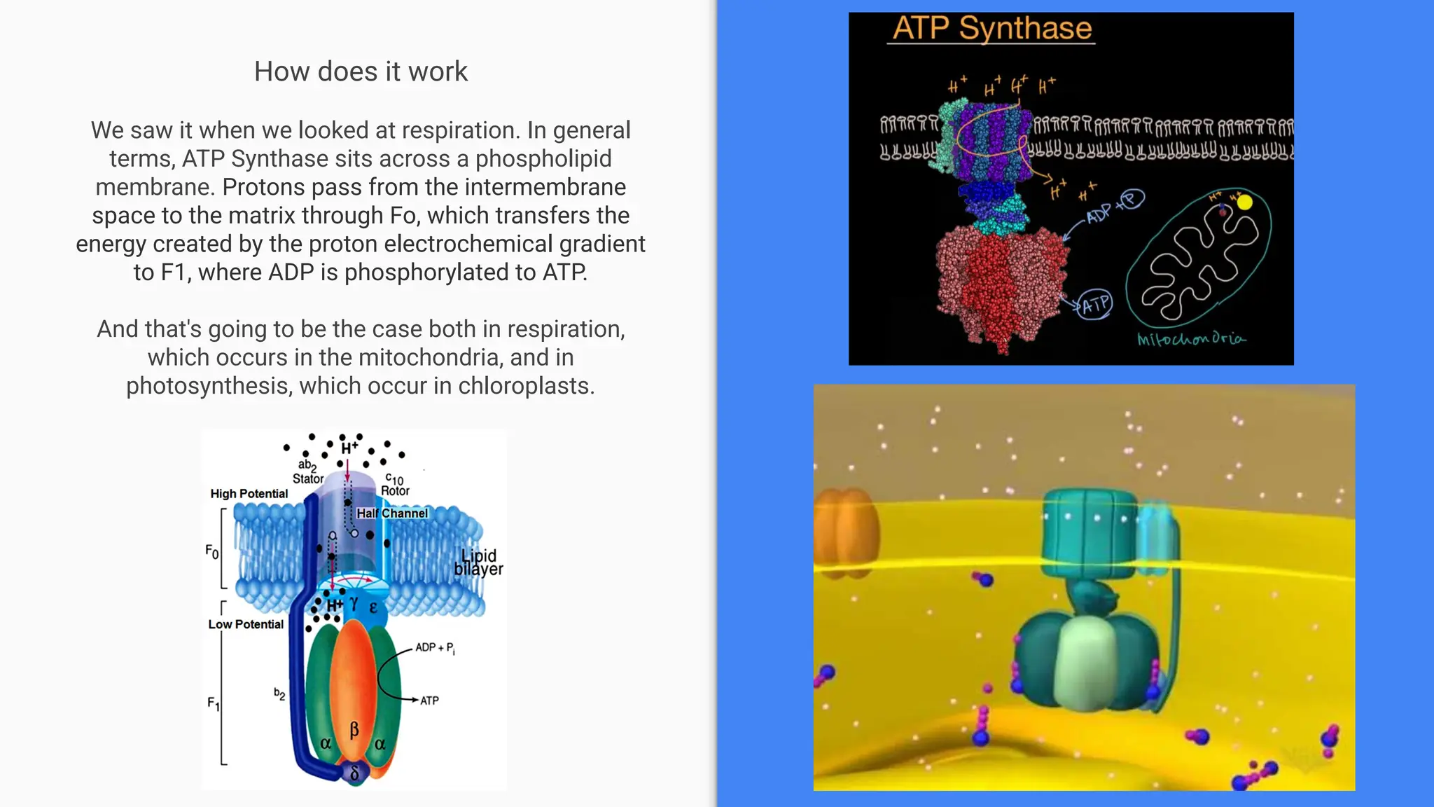 Cryo EM to study Structure of ATP Synthase.pdf