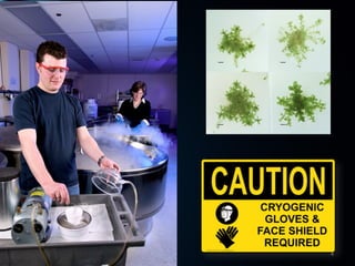 Cryogenic process | PDF