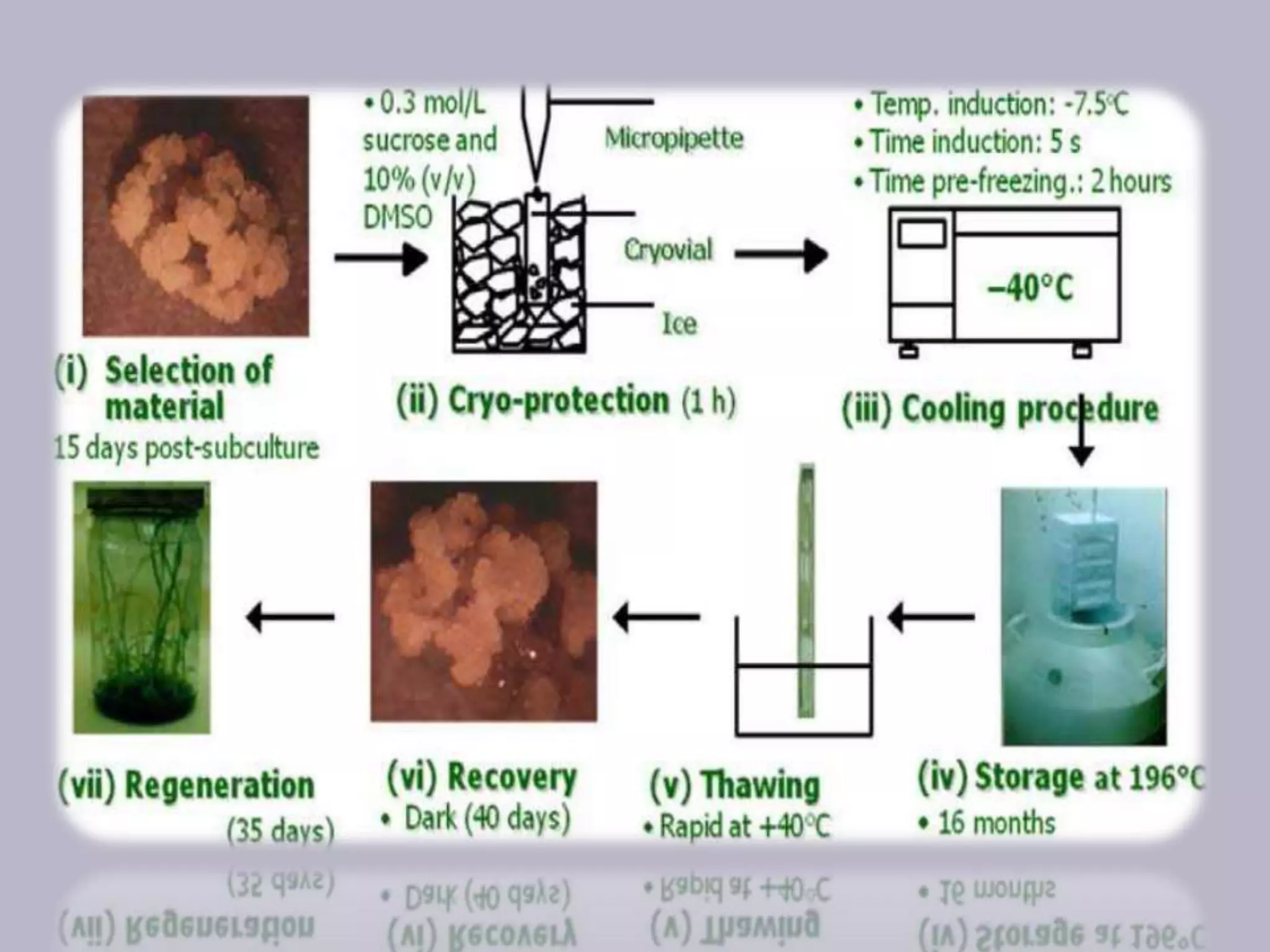 Cryopreservation | PPTX