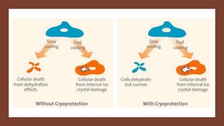 Cryopreservation.pdf