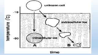 Cryopreservation.pdf