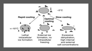 Cryopreservation.pdf