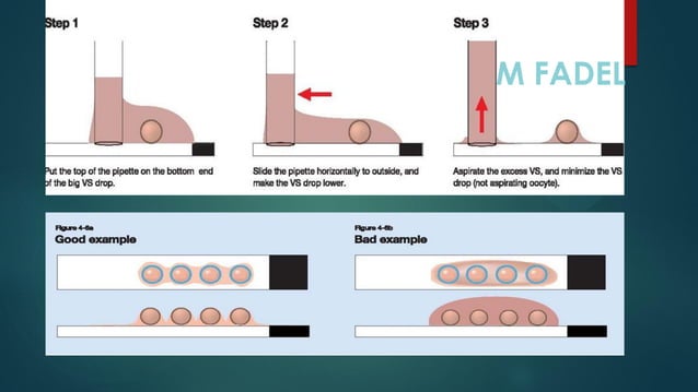 An Overview on Embryos Cryopreservation & Vitrification | PDF