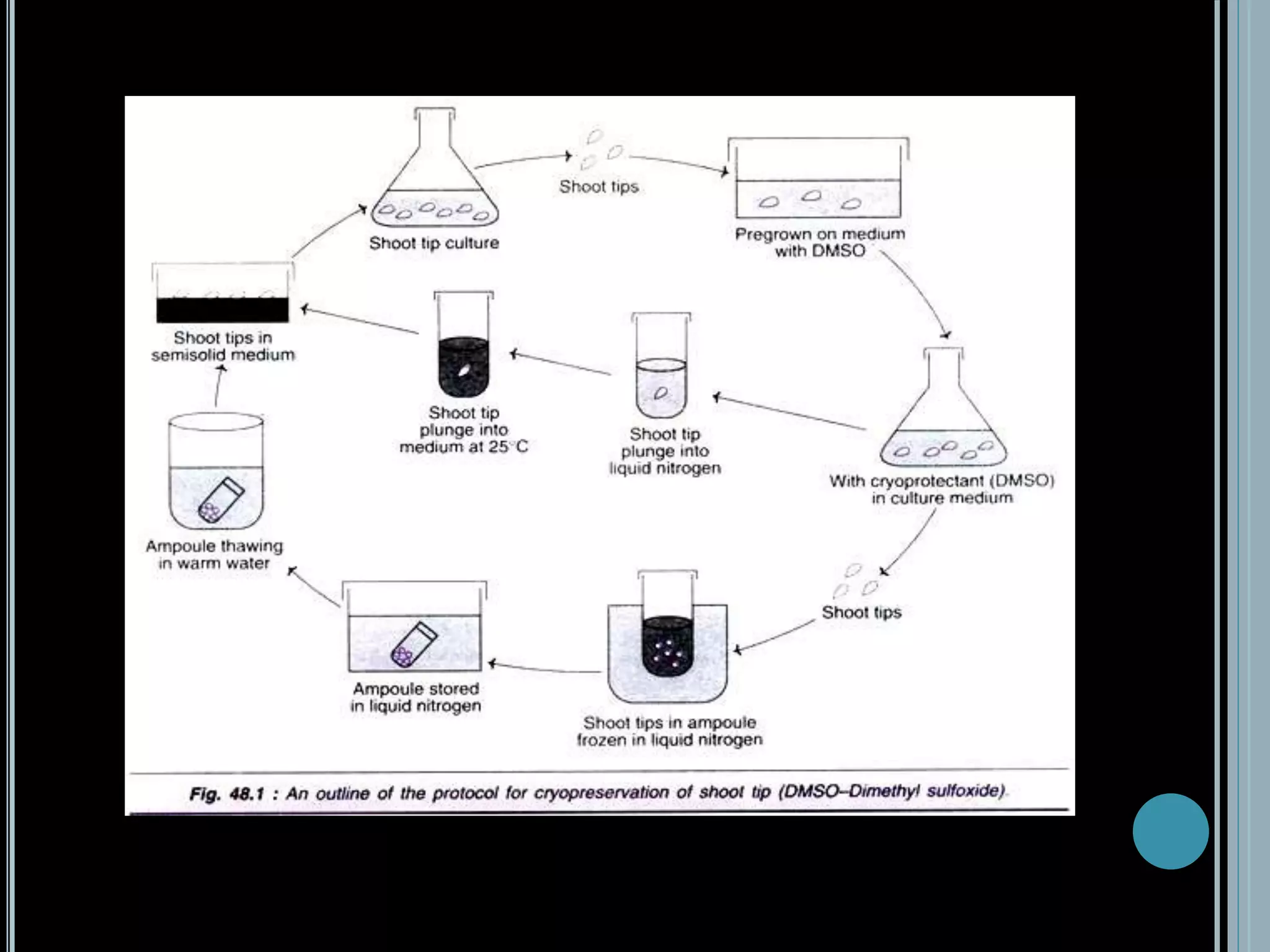 Cryopreservation | PPTX