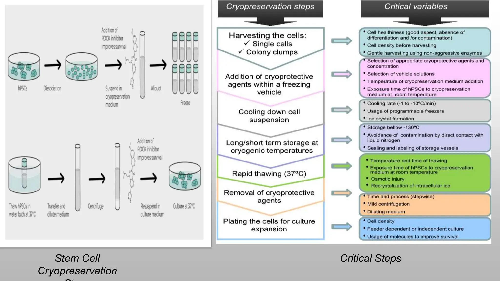 Cryopreservation of tissues , cell n ova .pptx