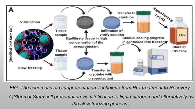 Cryopreservation of tissues , cell n ova .pptx