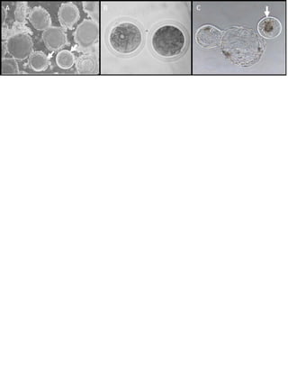 Cryopreservation of immature and in vitro matured goat oocytes by the ...