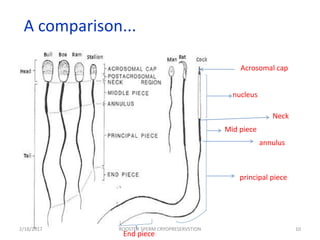 Cryopreservation of rooster sperm | PPT