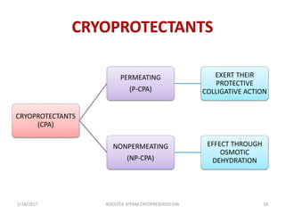 Cryopreservation of rooster sperm | PPT