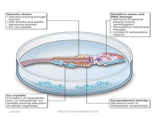 Cryopreservation of rooster sperm | PPT