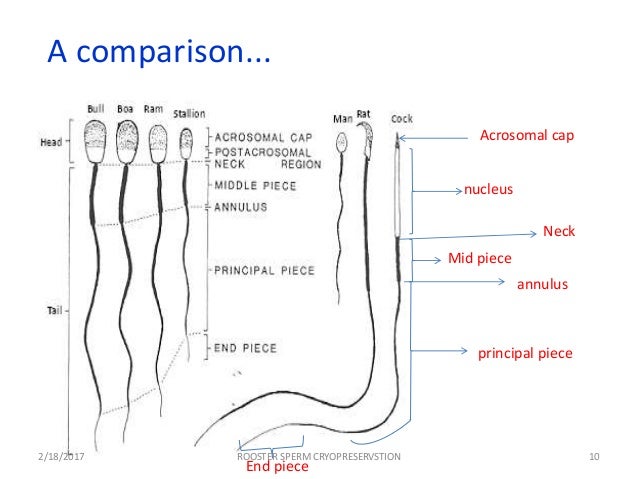 Cryopreservation of rooster sperm
