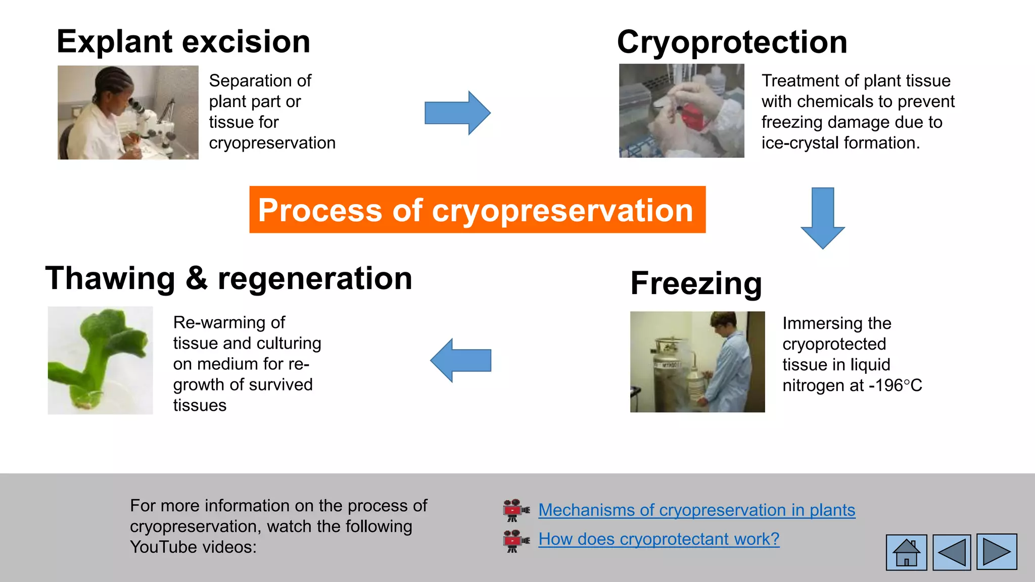Cryopreservation power point.pptm