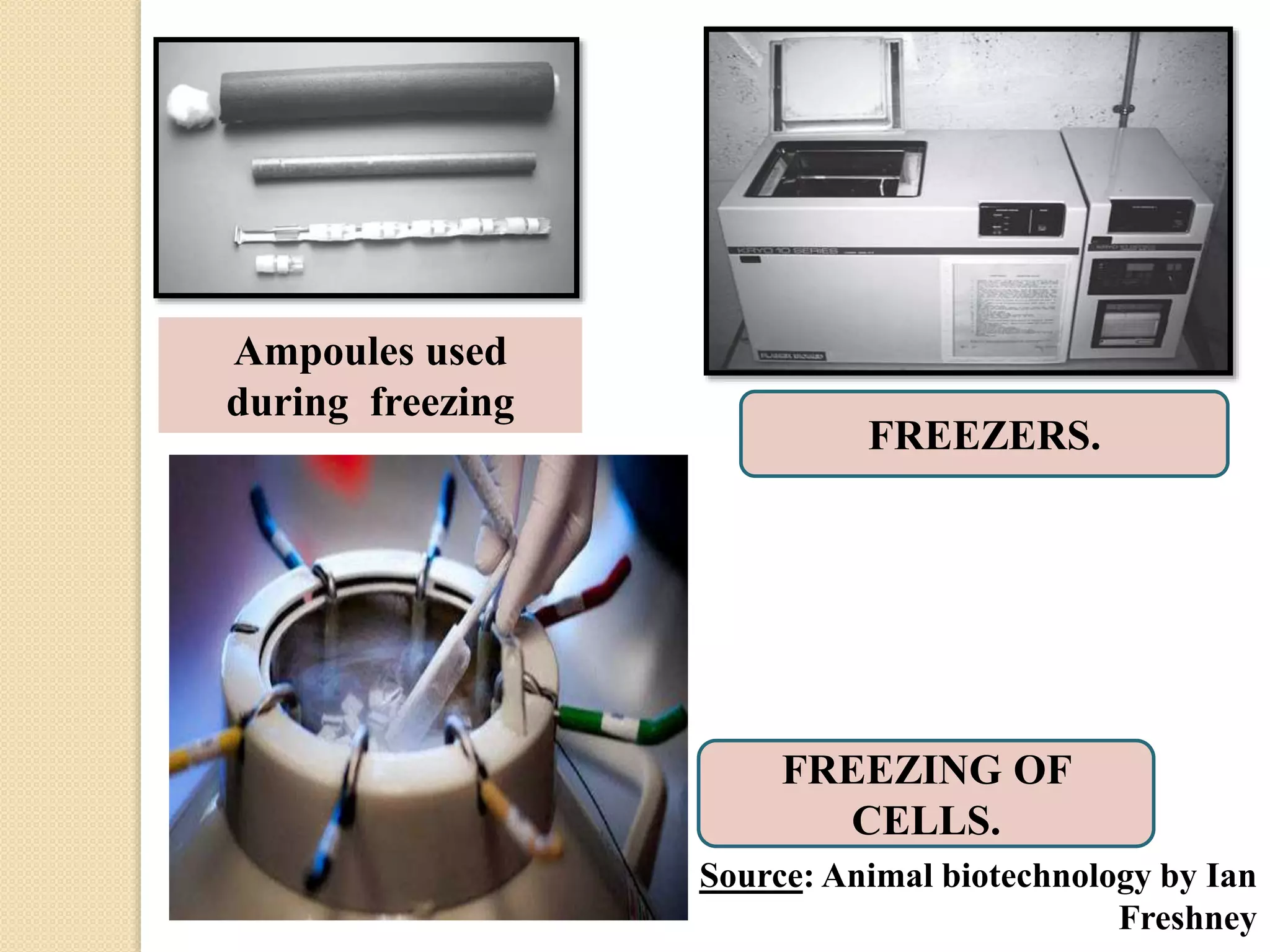 Cryopreservation | PPTX