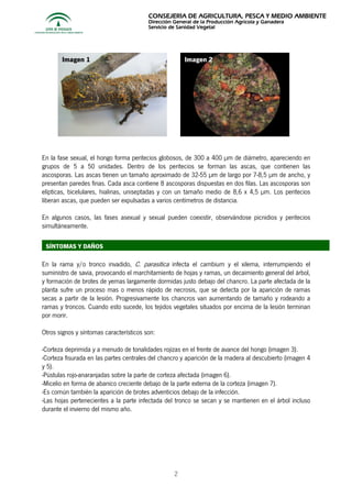 Cryphonectria parasitica | PDF