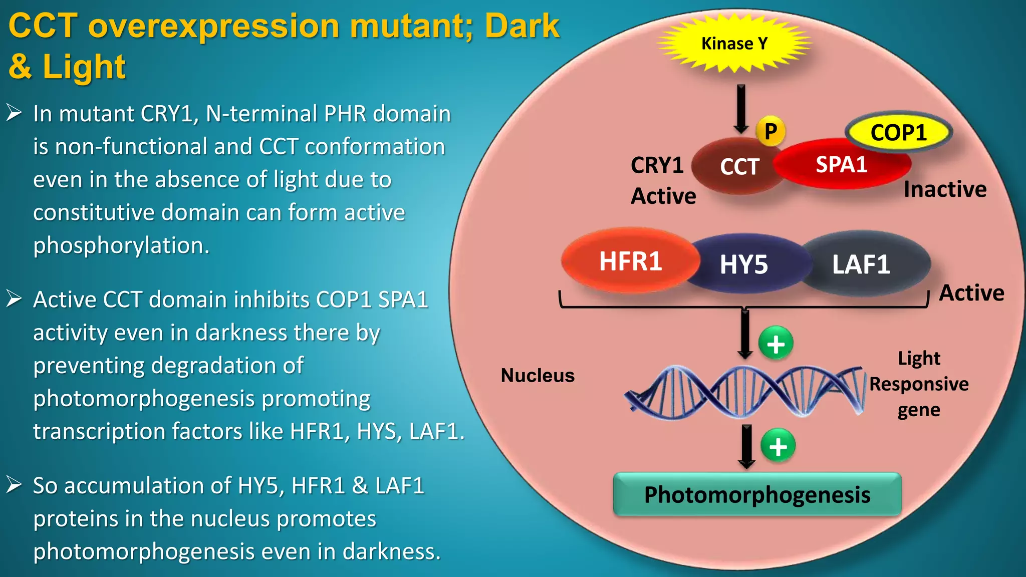 Cryptochrome By Vidan Biology | PPTX