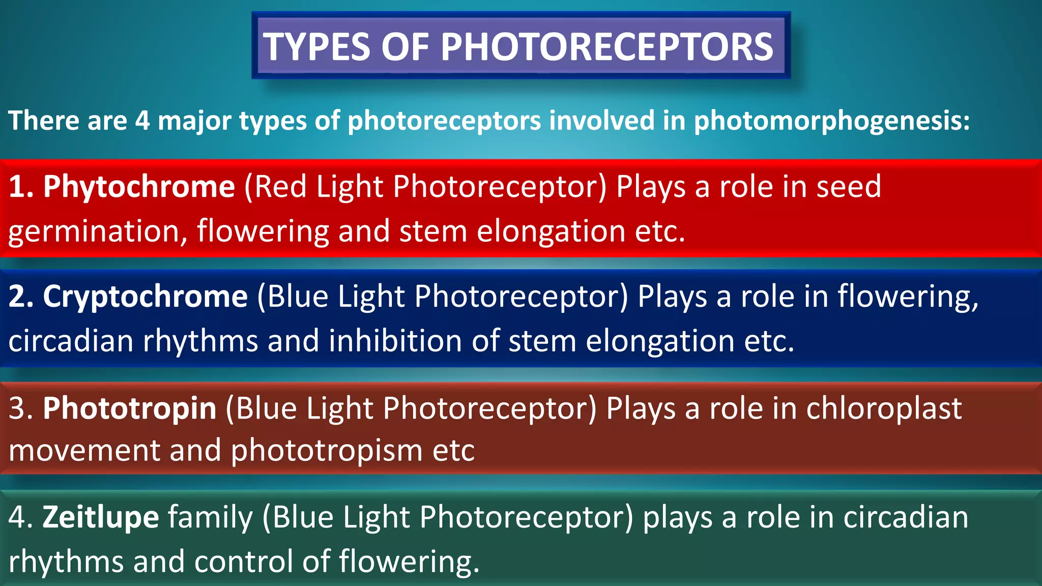 Cryptochrome By Vidan Biology | PPTX