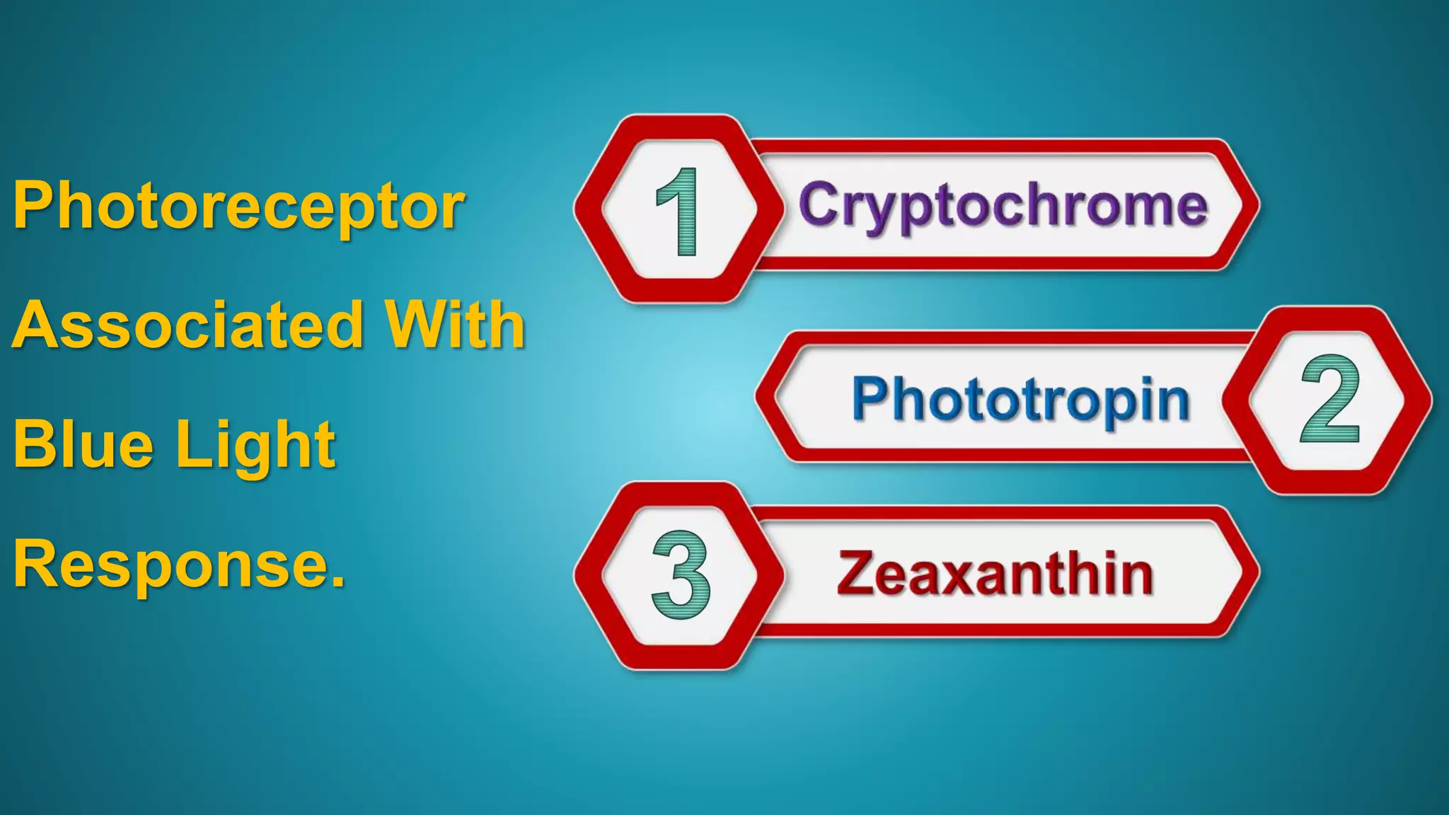 Cryptochrome By Vidan Biology | PPTX