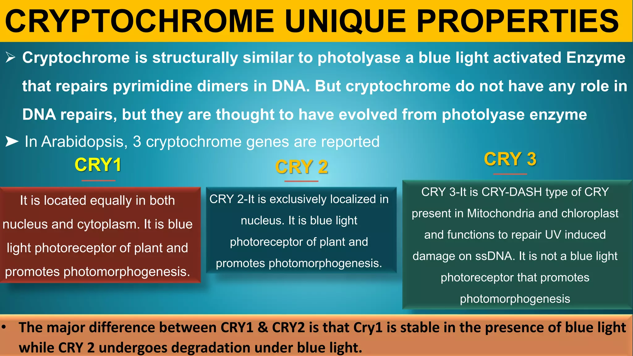 Cryptochrome By Vidan Biology | PPTX