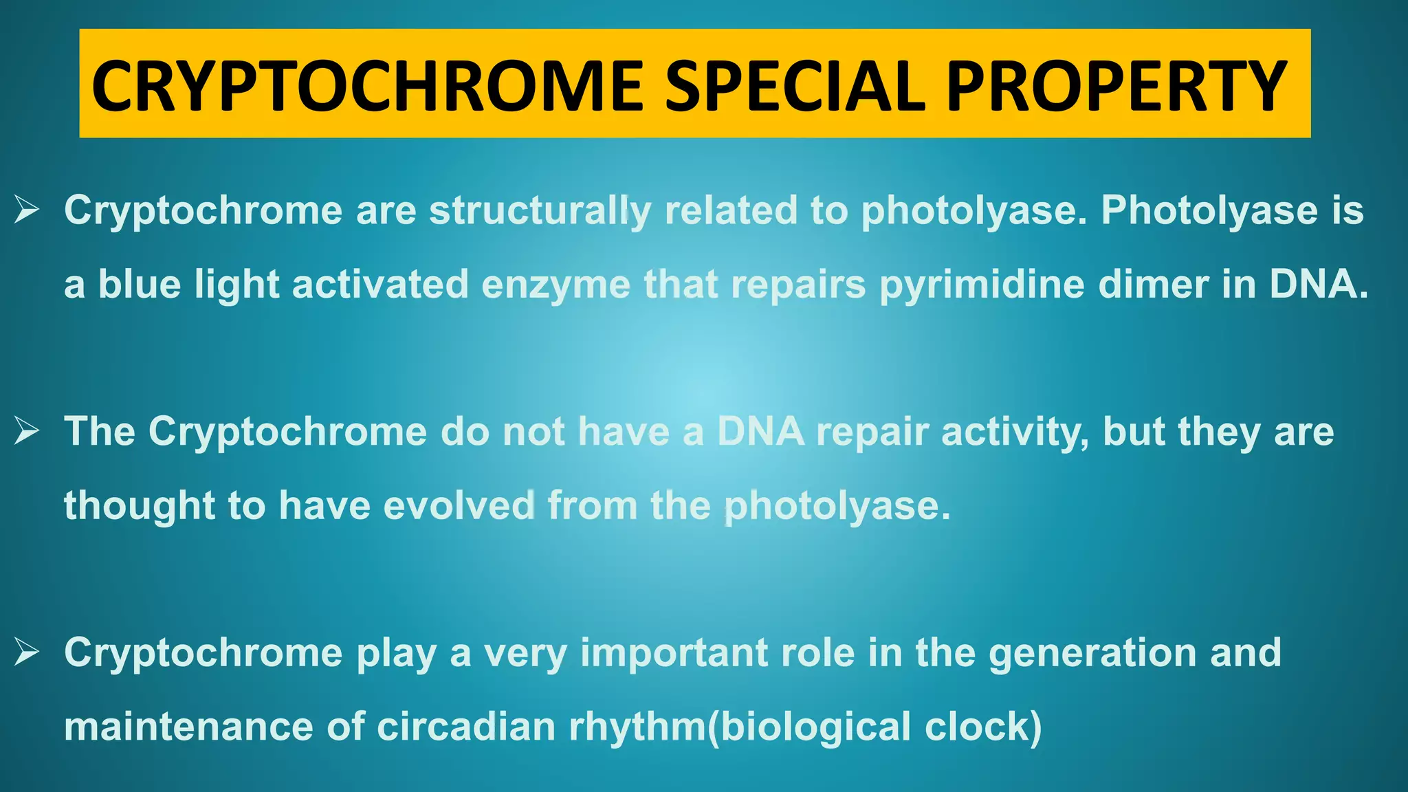 Cryptochrome By Vidan Biology | PPTX