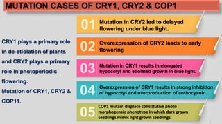 Cryptochrome By Vidan Biology | PPTX