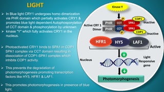 Cryptochrome By Vidan Biology | PPTX