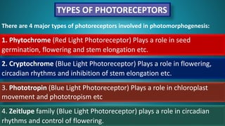 Cryptochrome By Vidan Biology | PPTX