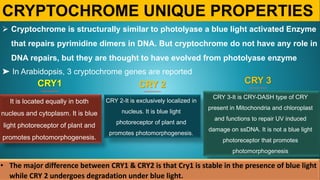 Cryptochrome By Vidan Biology | PPTX