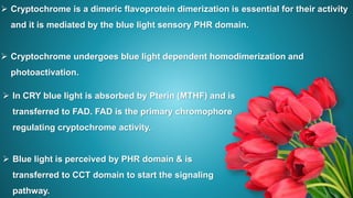 Cryptochrome By Vidan Biology | PPTX