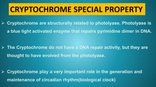 Cryptochrome By Vidan Biology | PPTX
