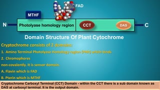 Cryptochrome By Vidan Biology | PPTX