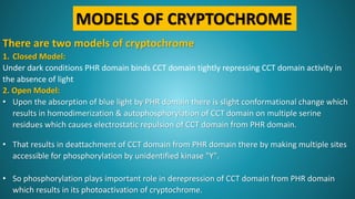 Cryptochrome By Vidan Biology | PPTX