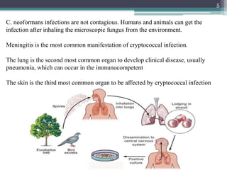 Cryptococcal Meningitis SEMINAR | PPTX