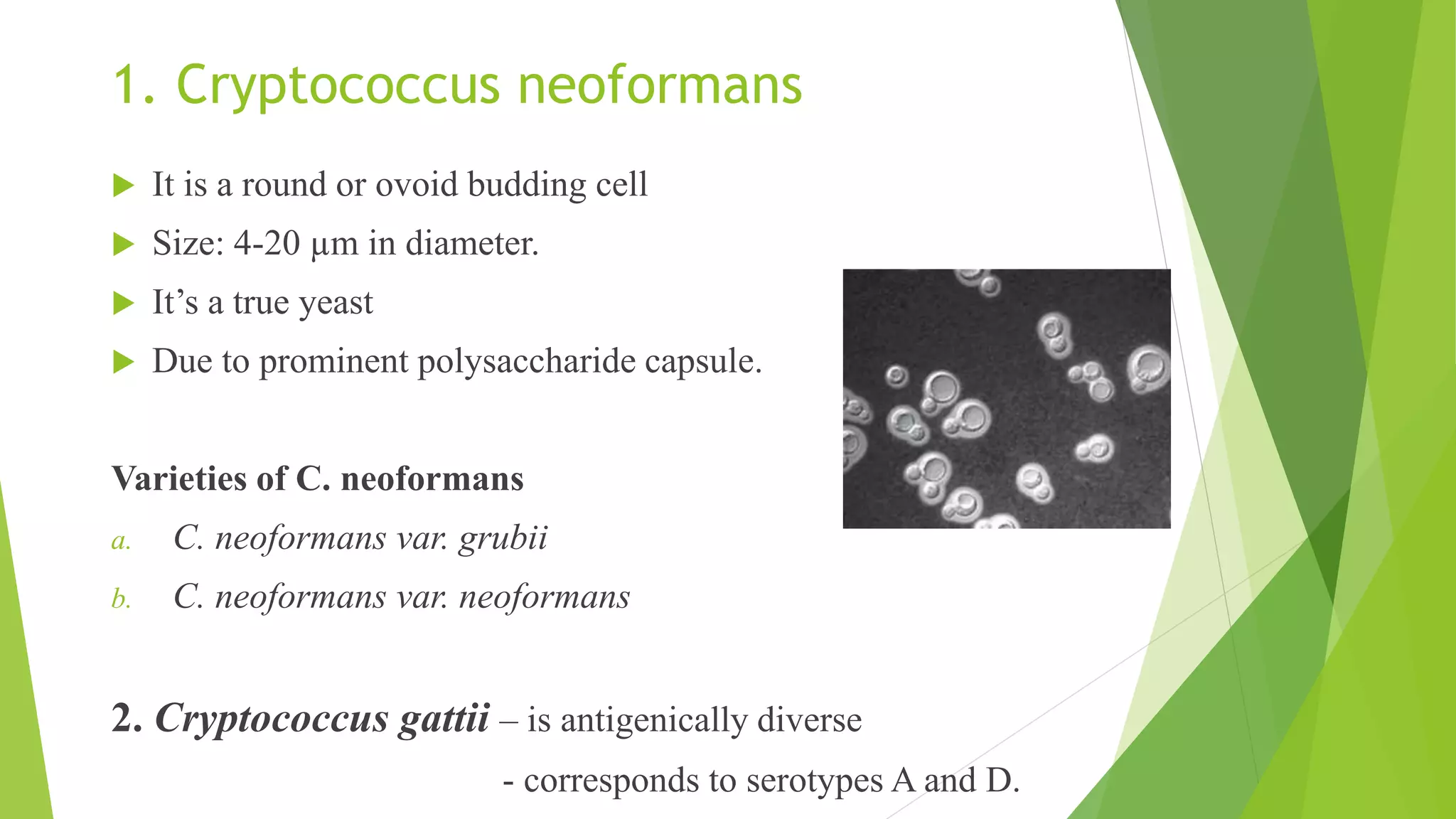 Cryptococcosis | PPTX