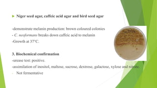 Cryptococcosis | PPTX | Lung and Respiratory Health | Diseases and ...