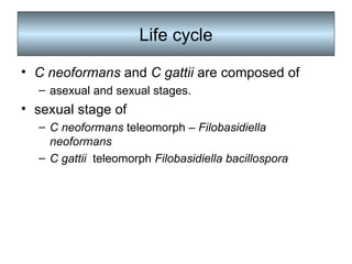 Cryptococcosis Life Cycle
