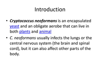 Cryptococcus | PPTX