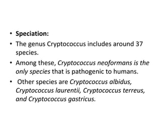 Cryptococcus | PPTX