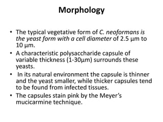 Cryptococcus | PPTX