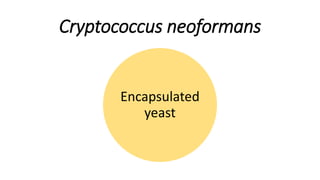 Cryptococcosis | PPTX
