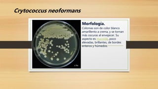 Cryptococcus | PPTX